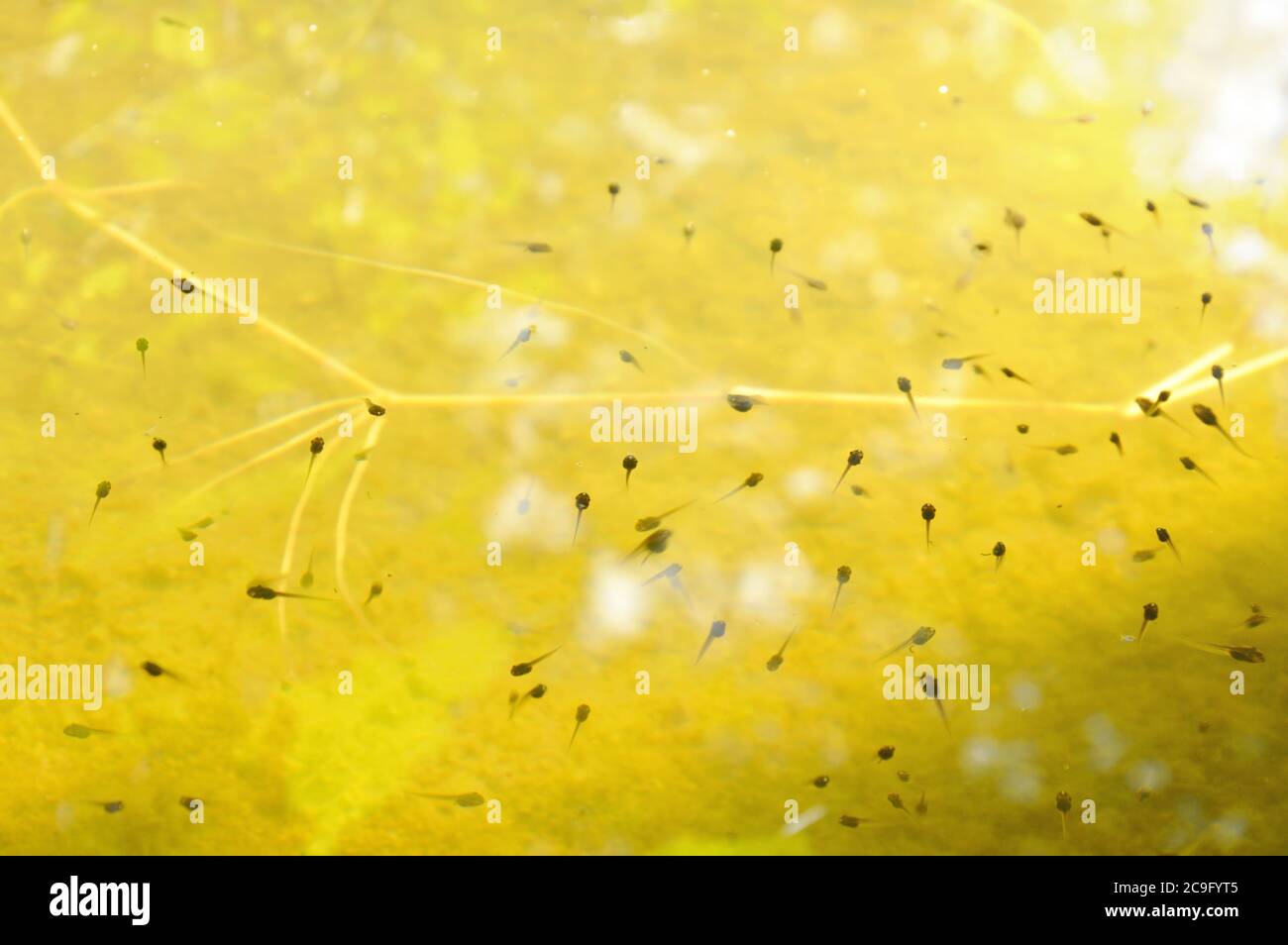 tadpoles swim and diving in pool on garden Stock Photo - Alamy