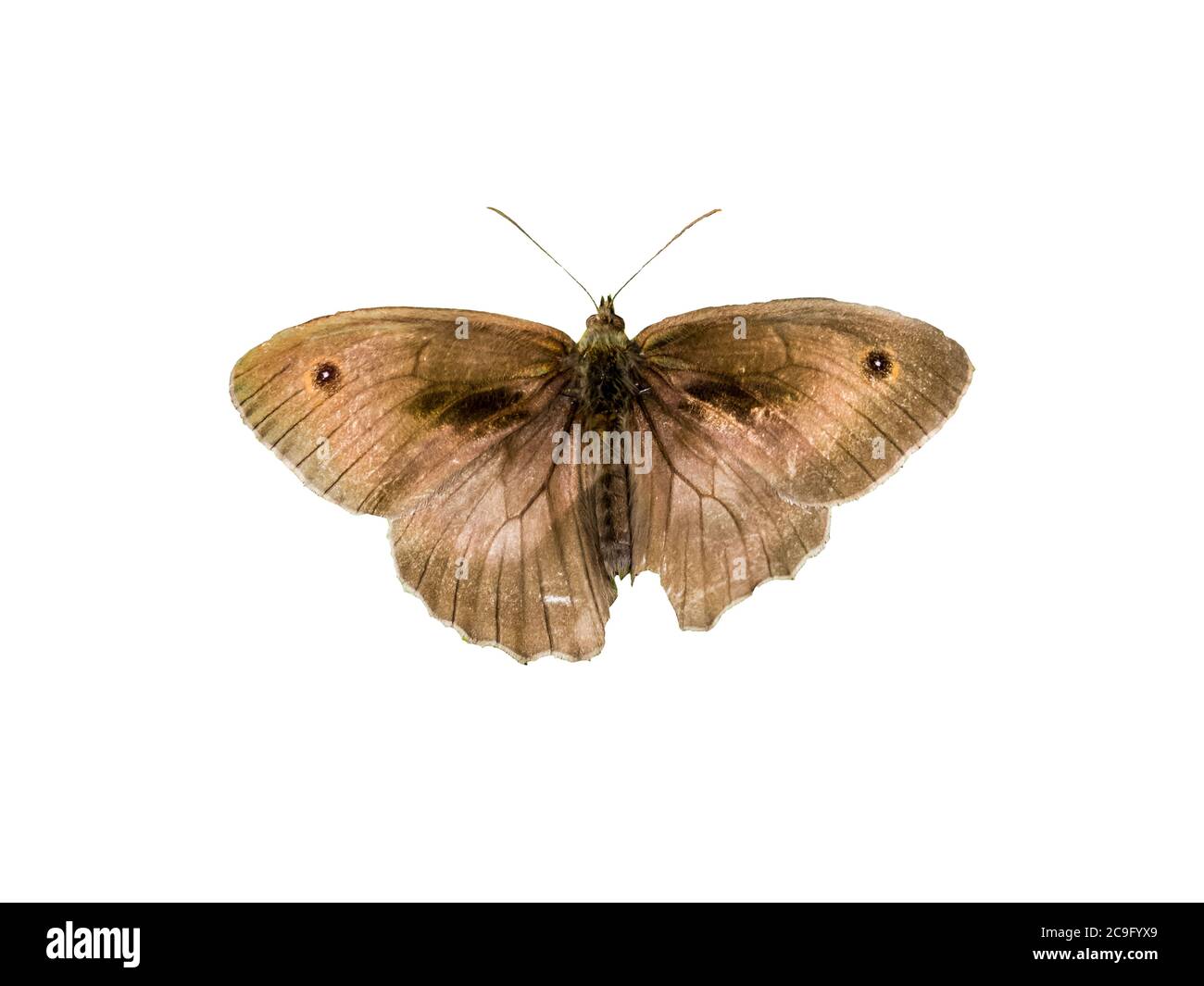 small heath butterfly Coenonympha pamphilus isolated on white ...