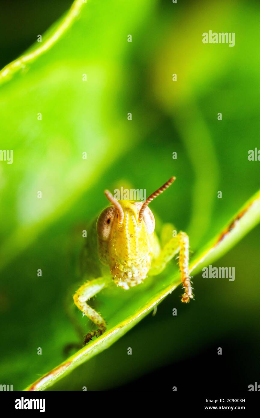 Italian locust calliptamus italicus hi-res stock photography and images ...