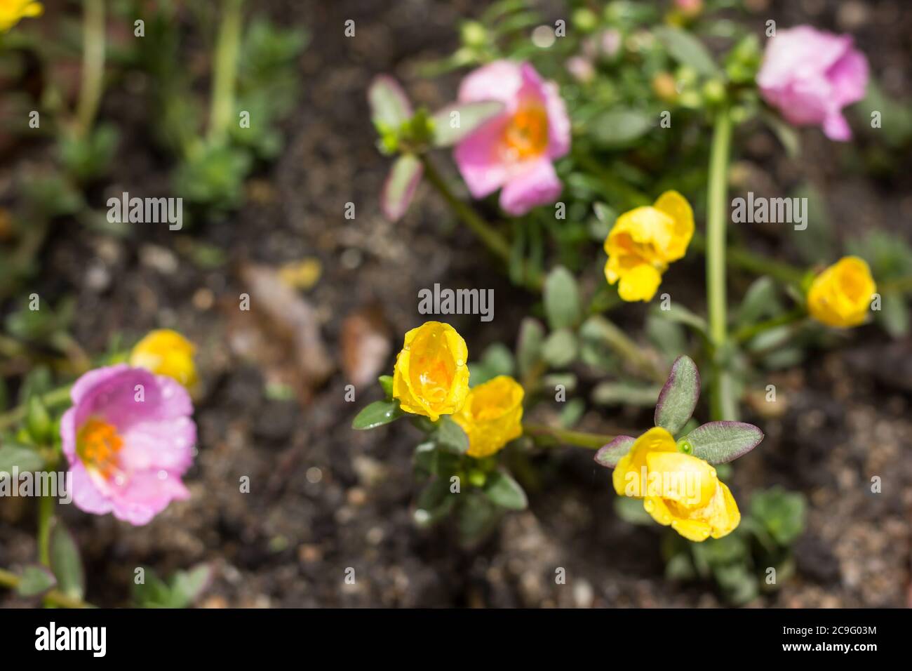 Common Purslane, Verdolaga, Pigweed, Little Hogweed or Pusley flower ...