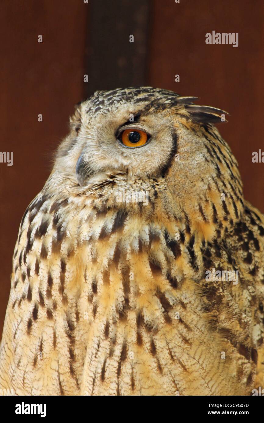 Uhu eule hi-res stock photography and images - Alamy