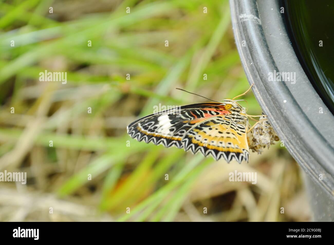 Metamorphosis bug shadow hi-res stock photography and images - Alamy