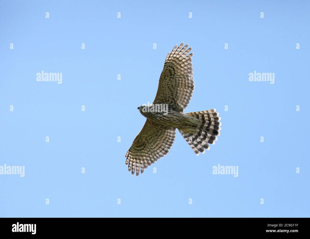 Northern Goshawk In Flight