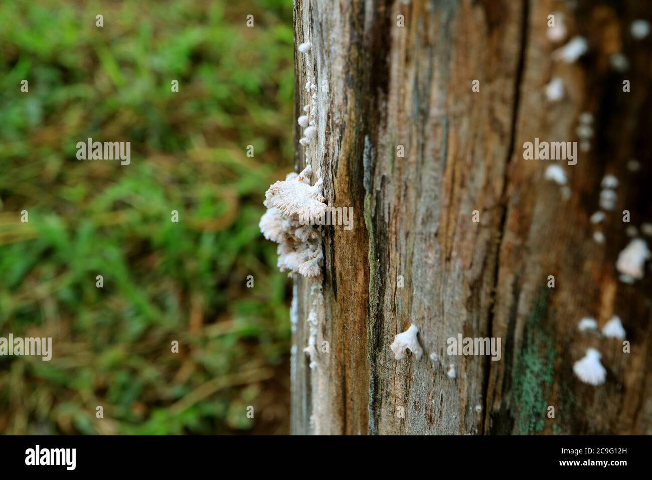 Closeup White Schizophyllum Commune Fungus or Split-gill Mushrooms ...