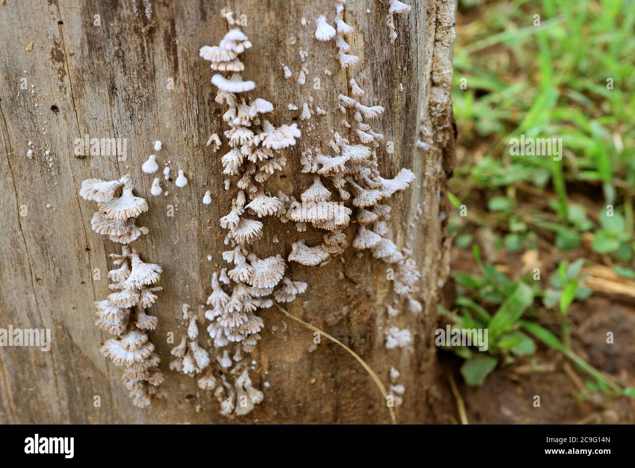 Large Group of Schizophyllum Commune Fungus or Split-gill Mushrooms ...