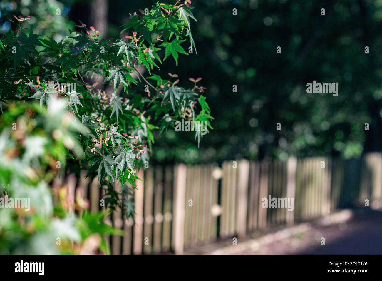 Branches of the trees growing over the wooden fence Stock Photo - Alamy