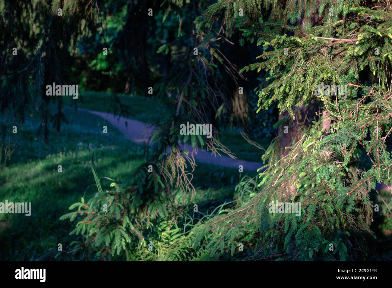 Hanging fern branches hi-res stock photography and images - Alamy