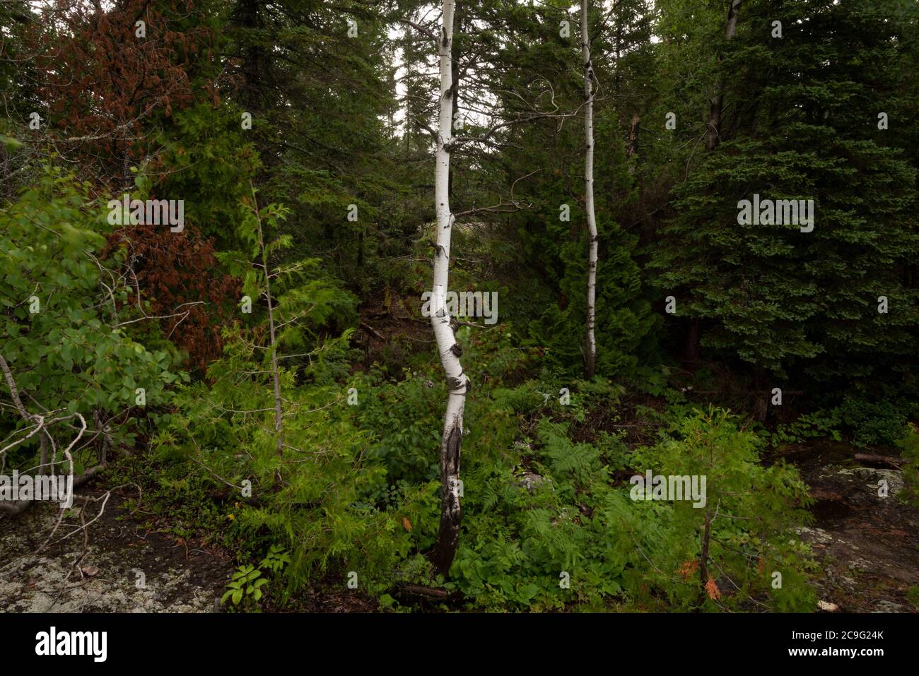 Trembling aspen trees hi-res stock photography and images - Alamy