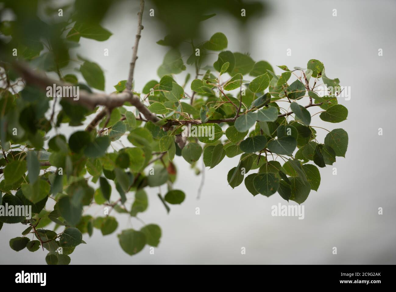A limb from a trembling aspen tree reaches out over waters at a small ...