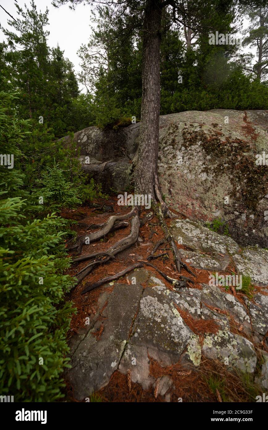 Tree roots on bedrock hi-res stock photography and images - Alamy