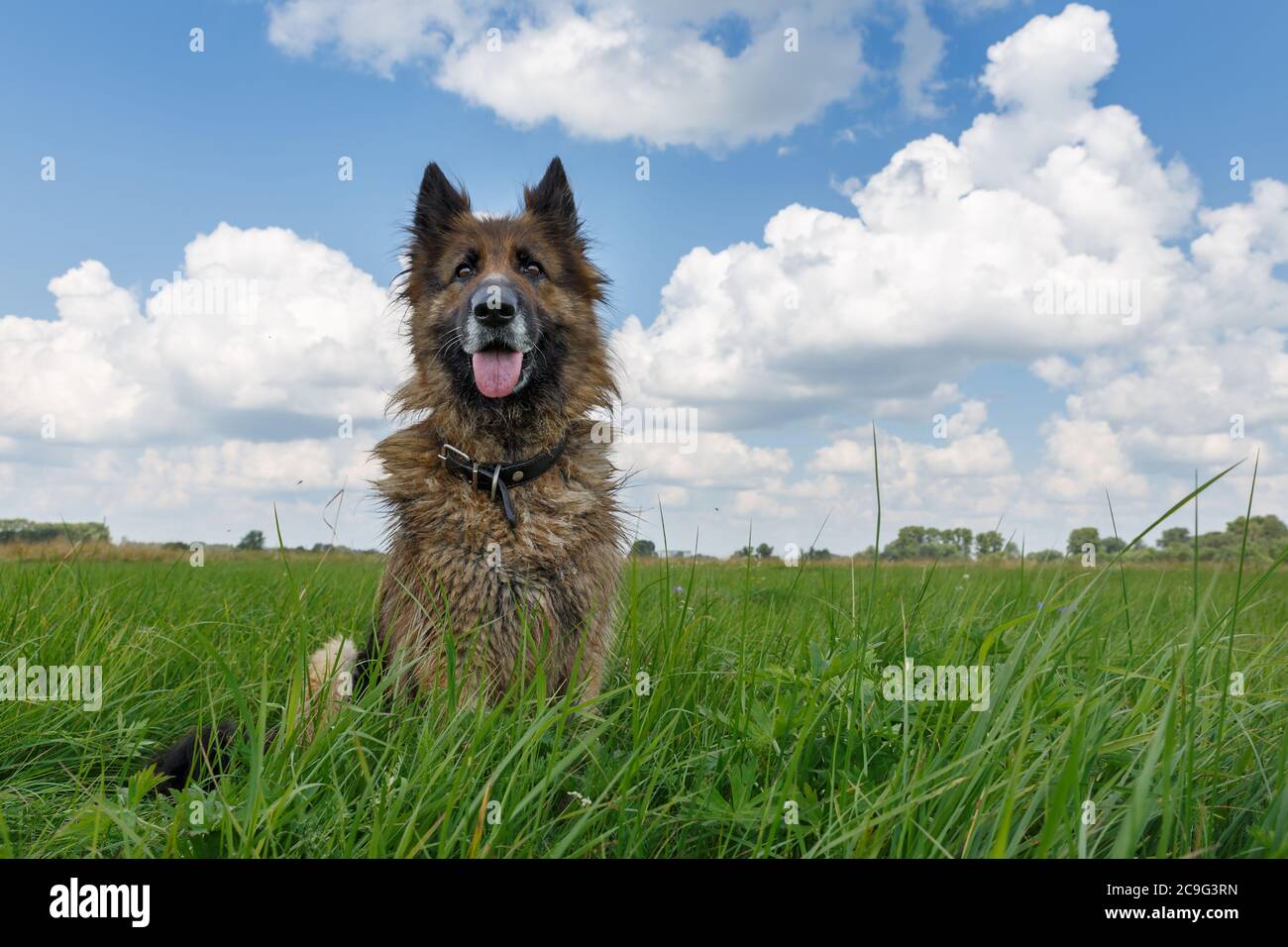 Powder Blue German Shepherd