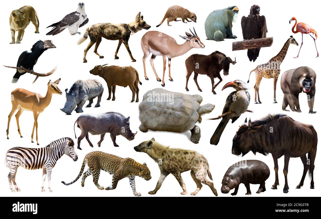 Set of different African animals isolated over white Stock Photo - Alamy