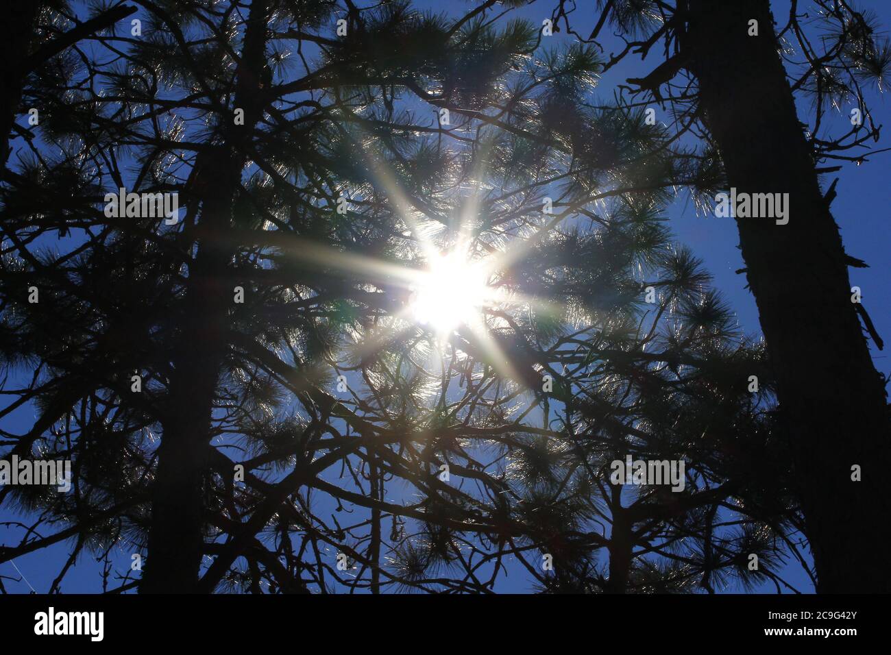 Sun Streaming Through Tree Branches Stock Photo - Alamy