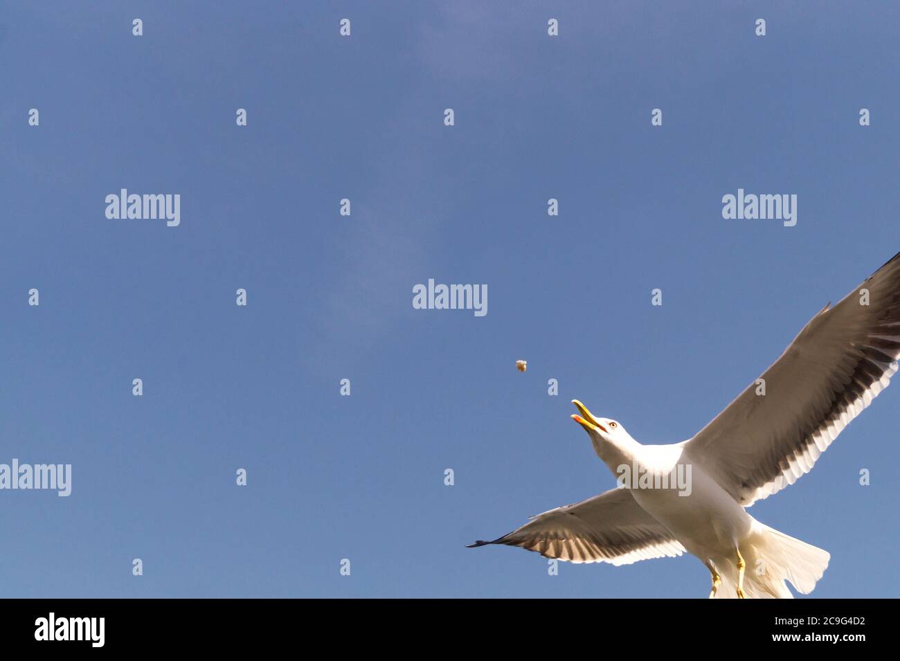 Snapping Beak High Resolution Stock Photography and Images - Alamy