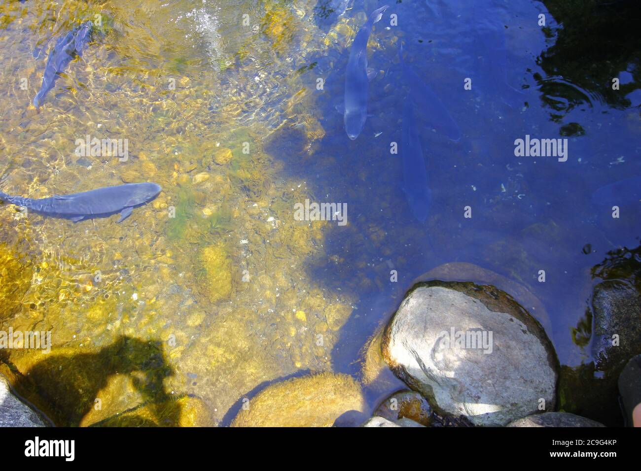 Trout Pond High Resolution Stock Photography and Images - Alamy