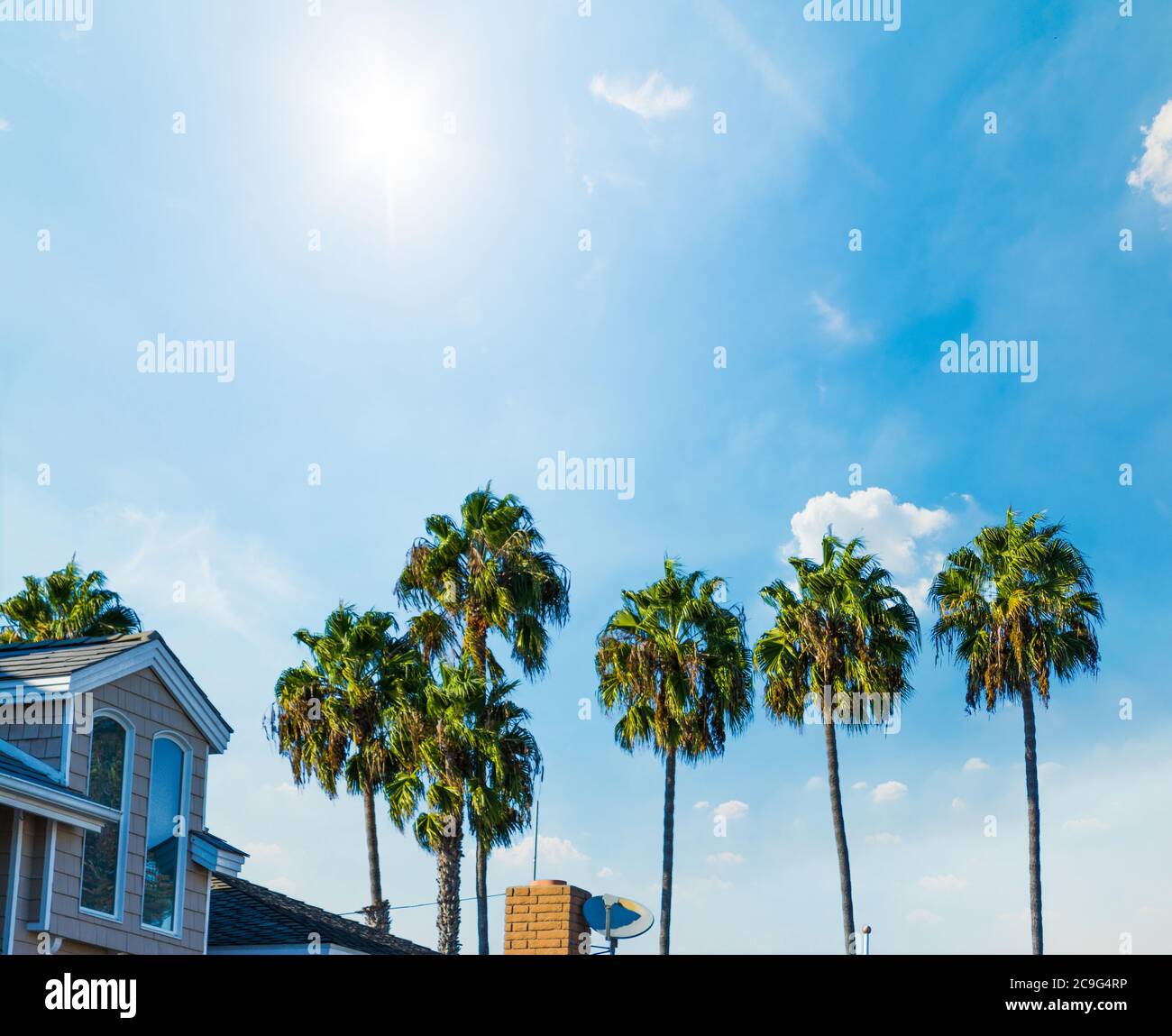 Palm trees in Balboa island under a blue sky, Newport Beach. Southern ...