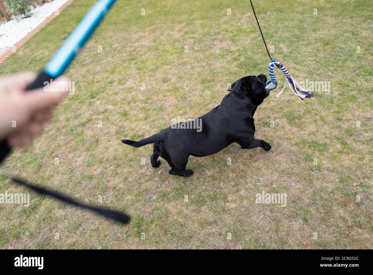 Elastic dog hi-res stock photography and images - Alamy