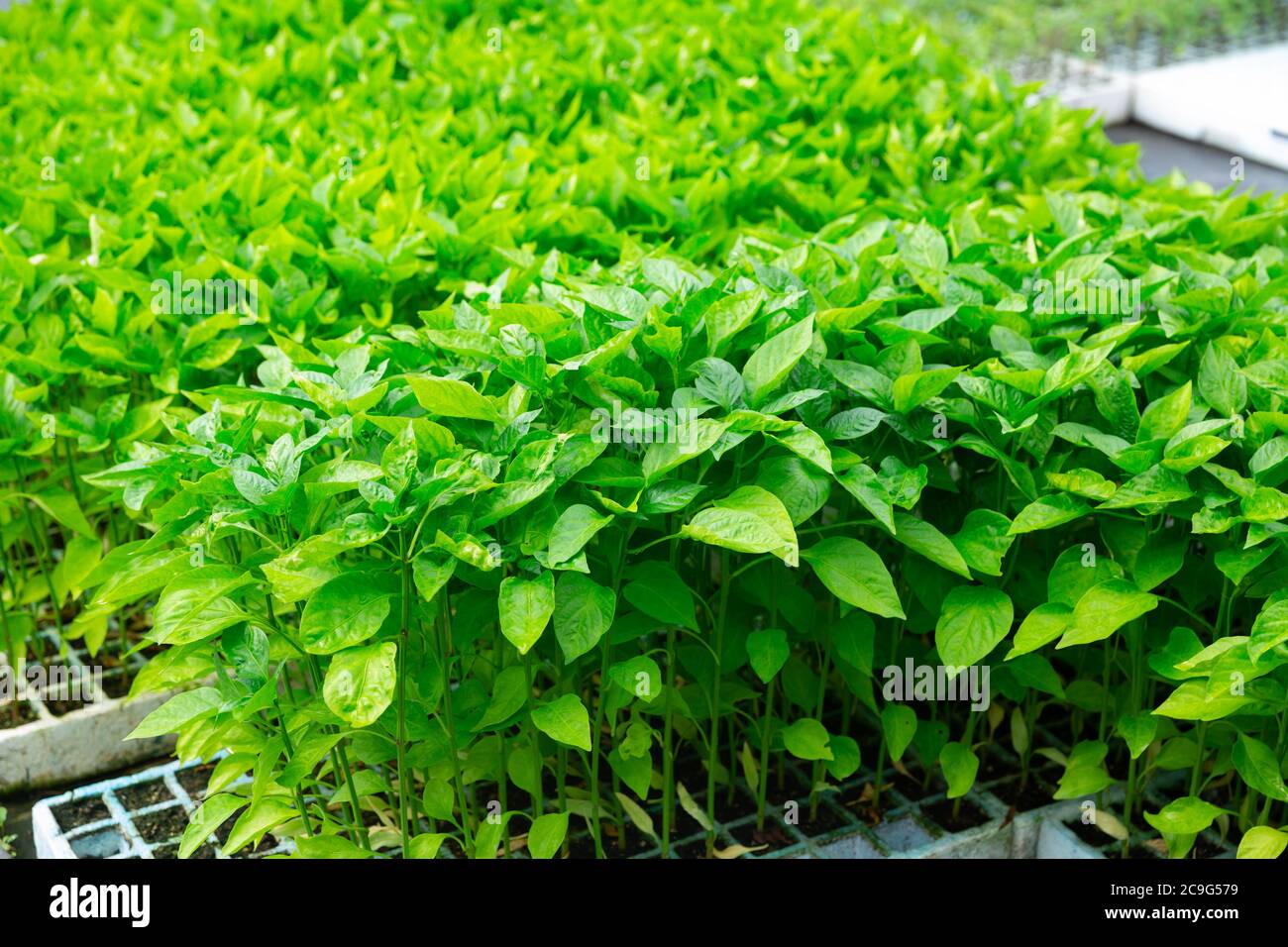 Bell pepper plantations hi-res stock photography and images - Alamy