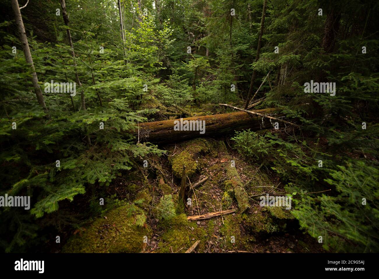 Deadfall in a forest clearing near the north shore of Lake Superior ...