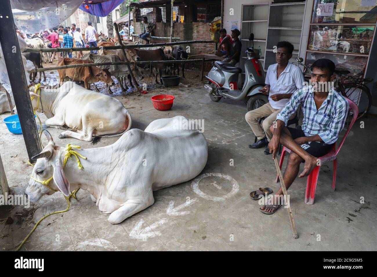 Kolkata, India. 31st July, 2020. A livestock trader sits to show off ...