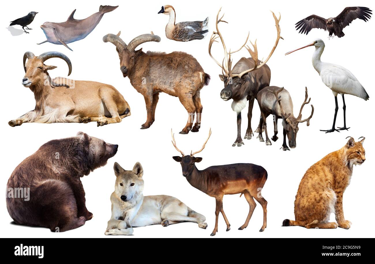 Set of bear and other european animals. Isolated on white background ...