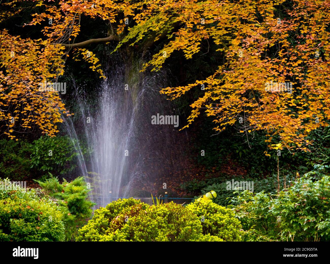 Fountain trees tree hi-res stock photography and images - Alamy