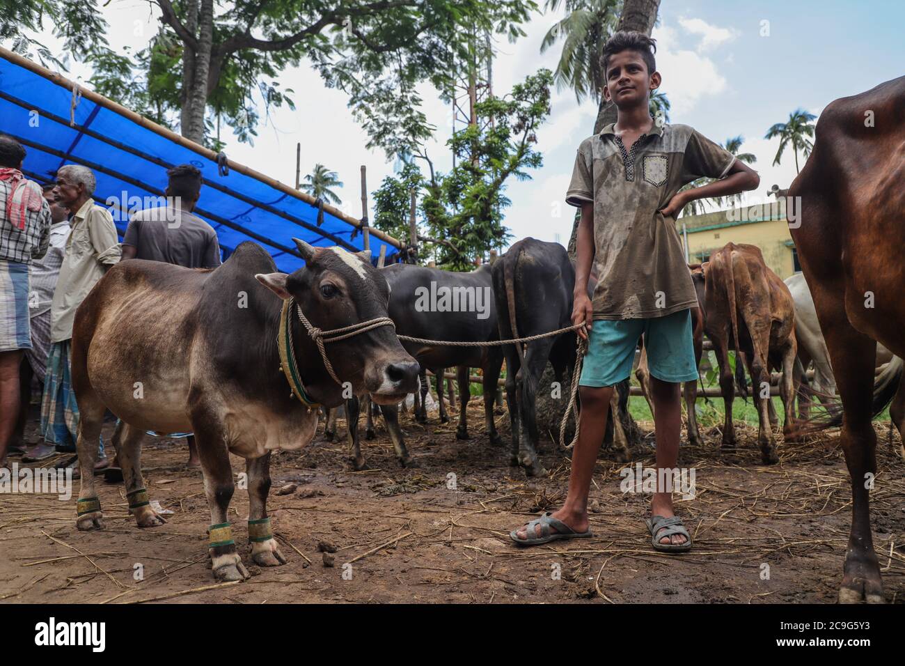 Short height cow hi-res stock photography and images - Alamy
