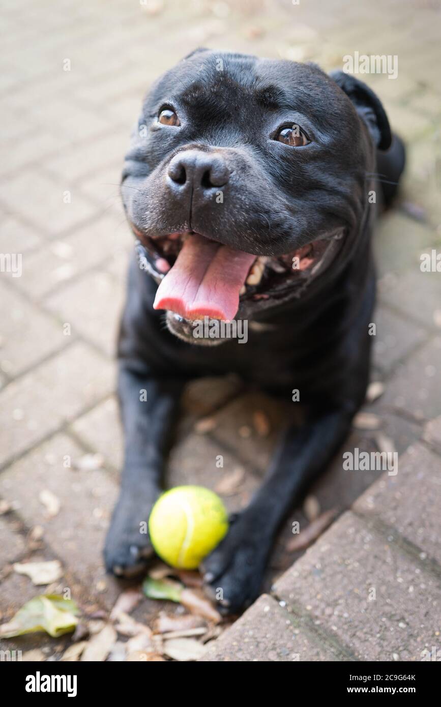 Happy Staffordshire Bull Terrier lying on a patio with a big smile on ...