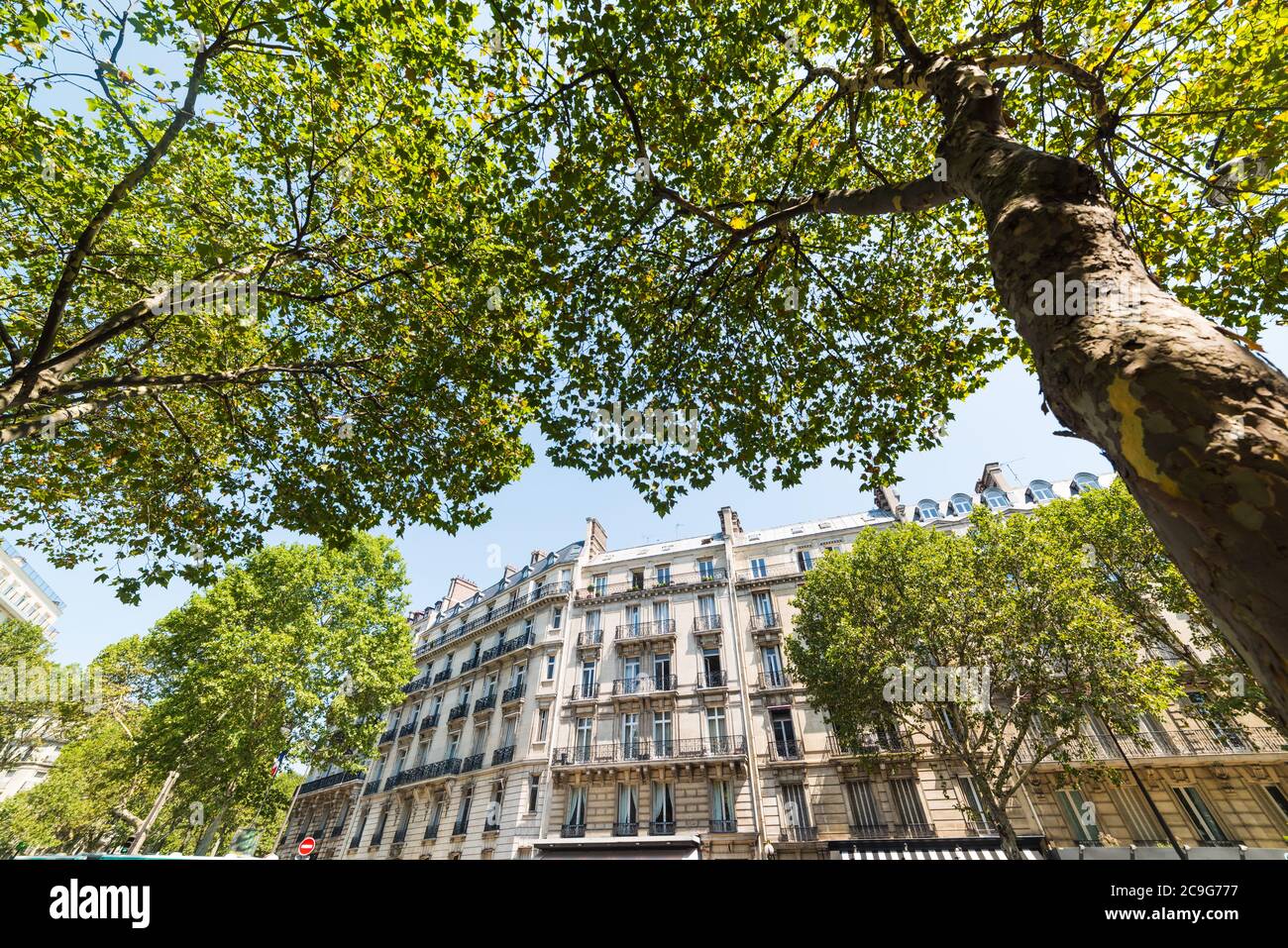 Green trees with luxury buildings in the background in Paris, France ...