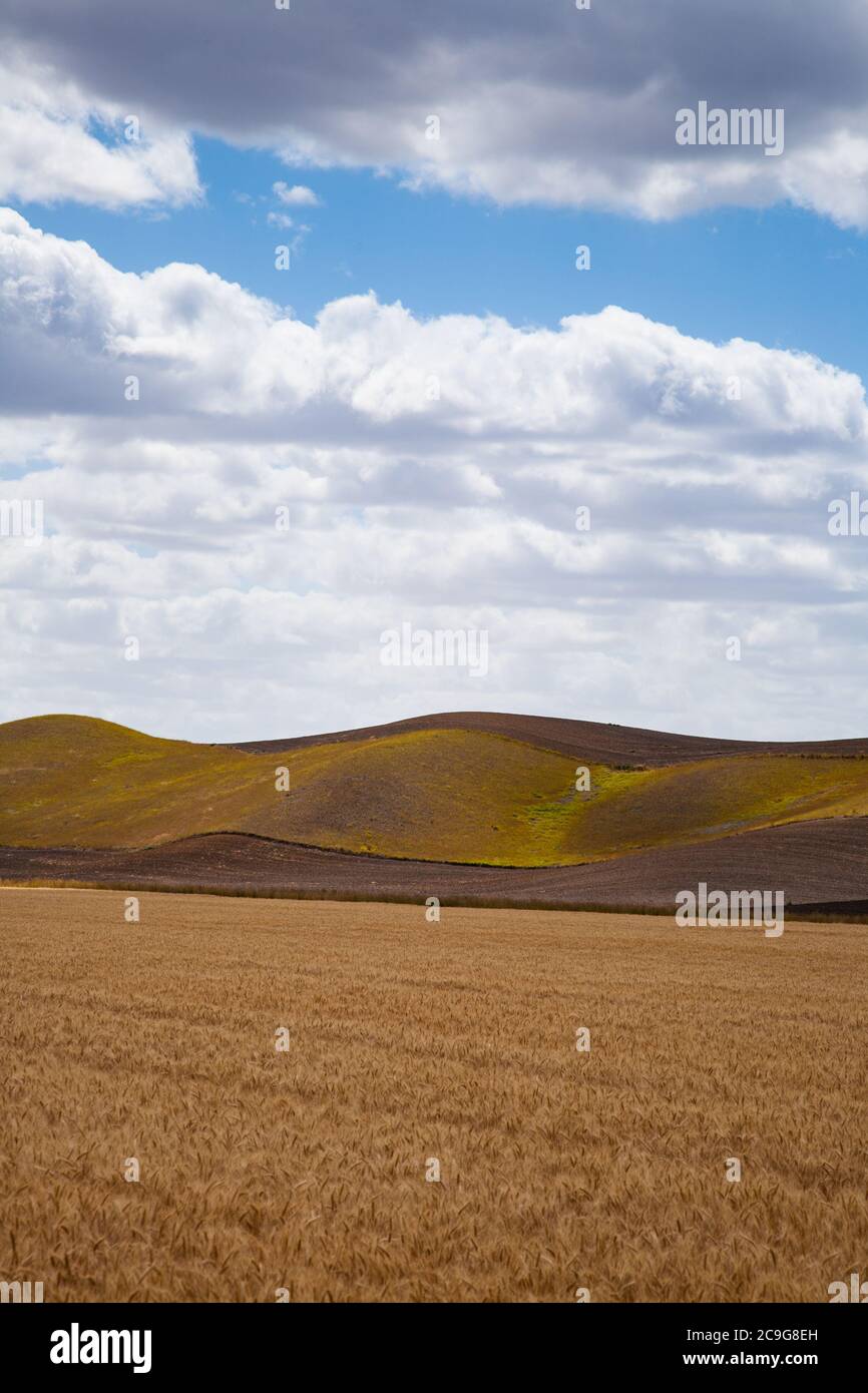 Undulating farmland in the Palouse region of Washington State USA Stock ...