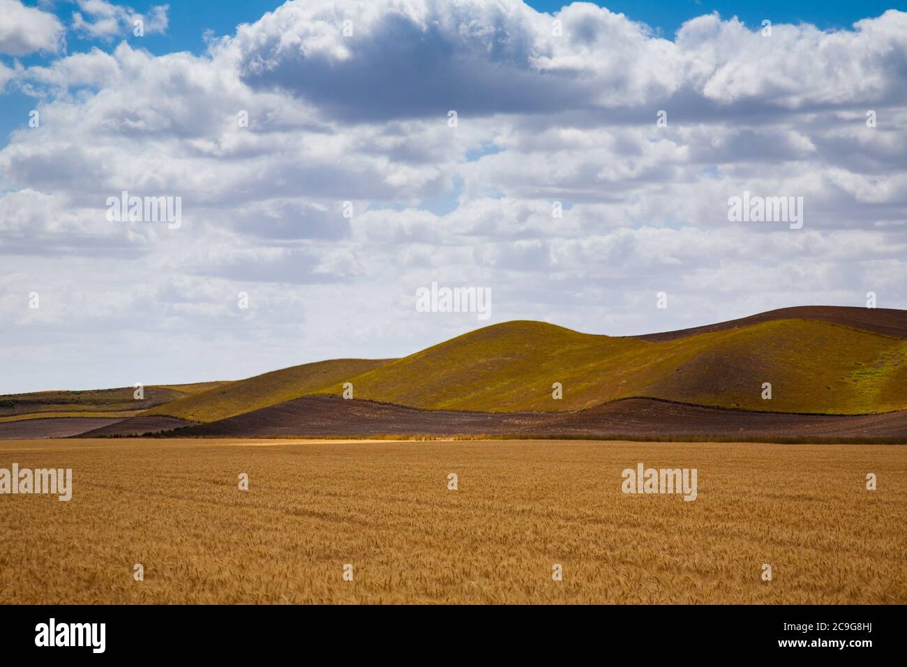 Rolling hills of the Palouse farming region of eastern Washington State ...