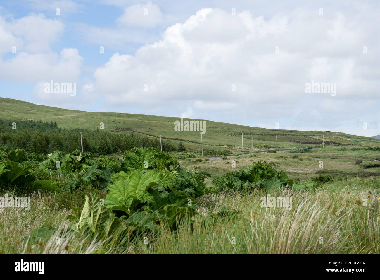 Native bushland grows wildly in the Irish countryside Stock Photo - Alamy