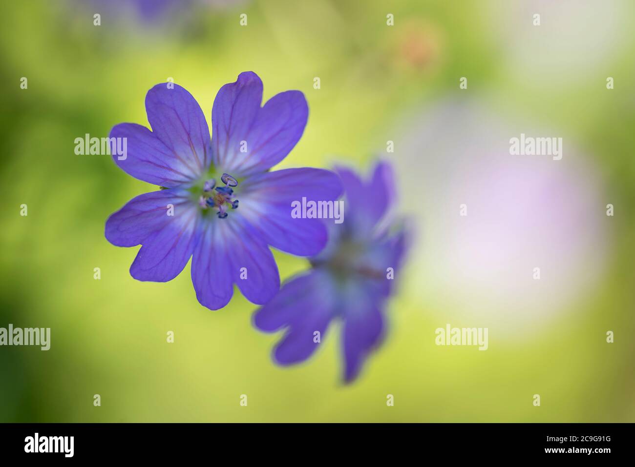 Violet meadow flower close-up,Botany Stock Photo - Alamy