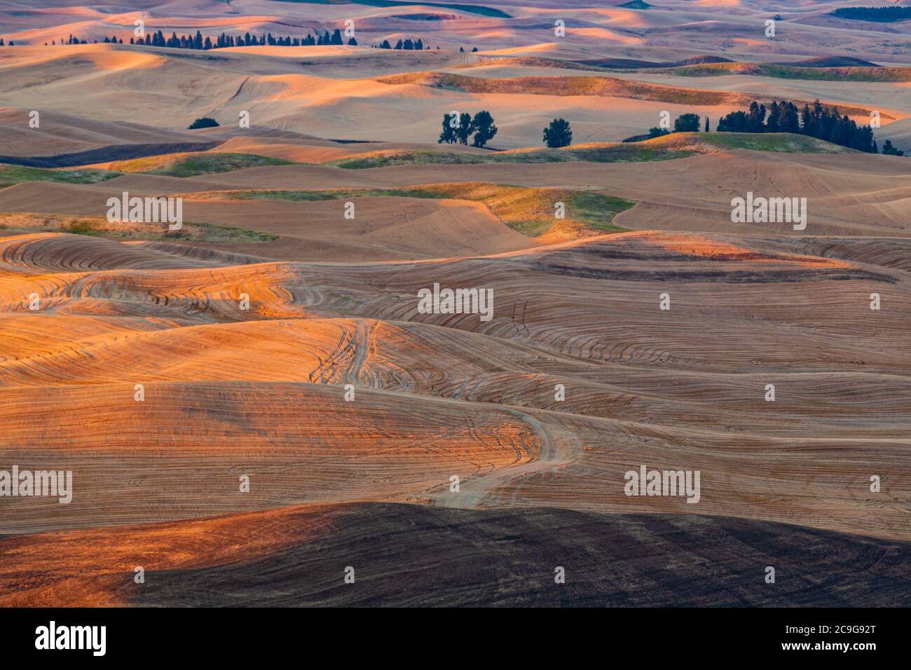 Sunrise on the undulating fields of the Palouse farming region of ...