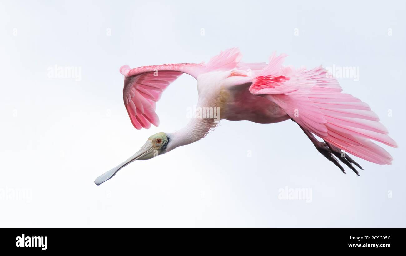 A roseate spoonbill in flight Stock Photo - Alamy
