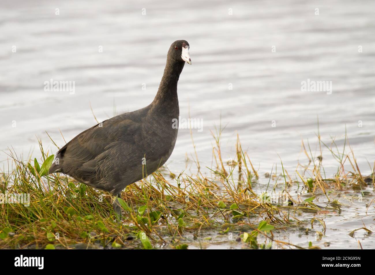 Coots bird hi-res stock photography and images - Alamy