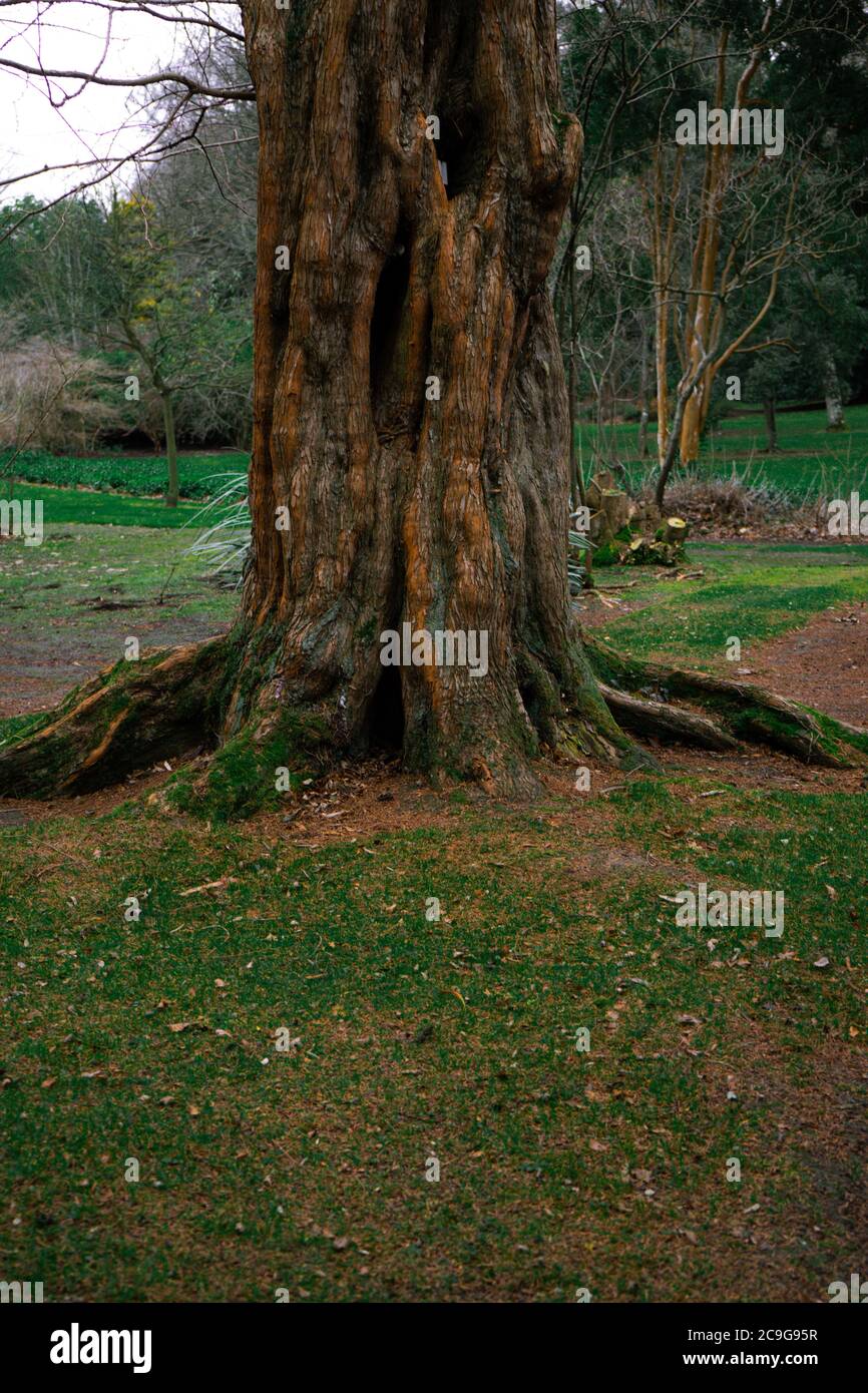 An extra large tree trunk delves its roots into the depths of soil ...