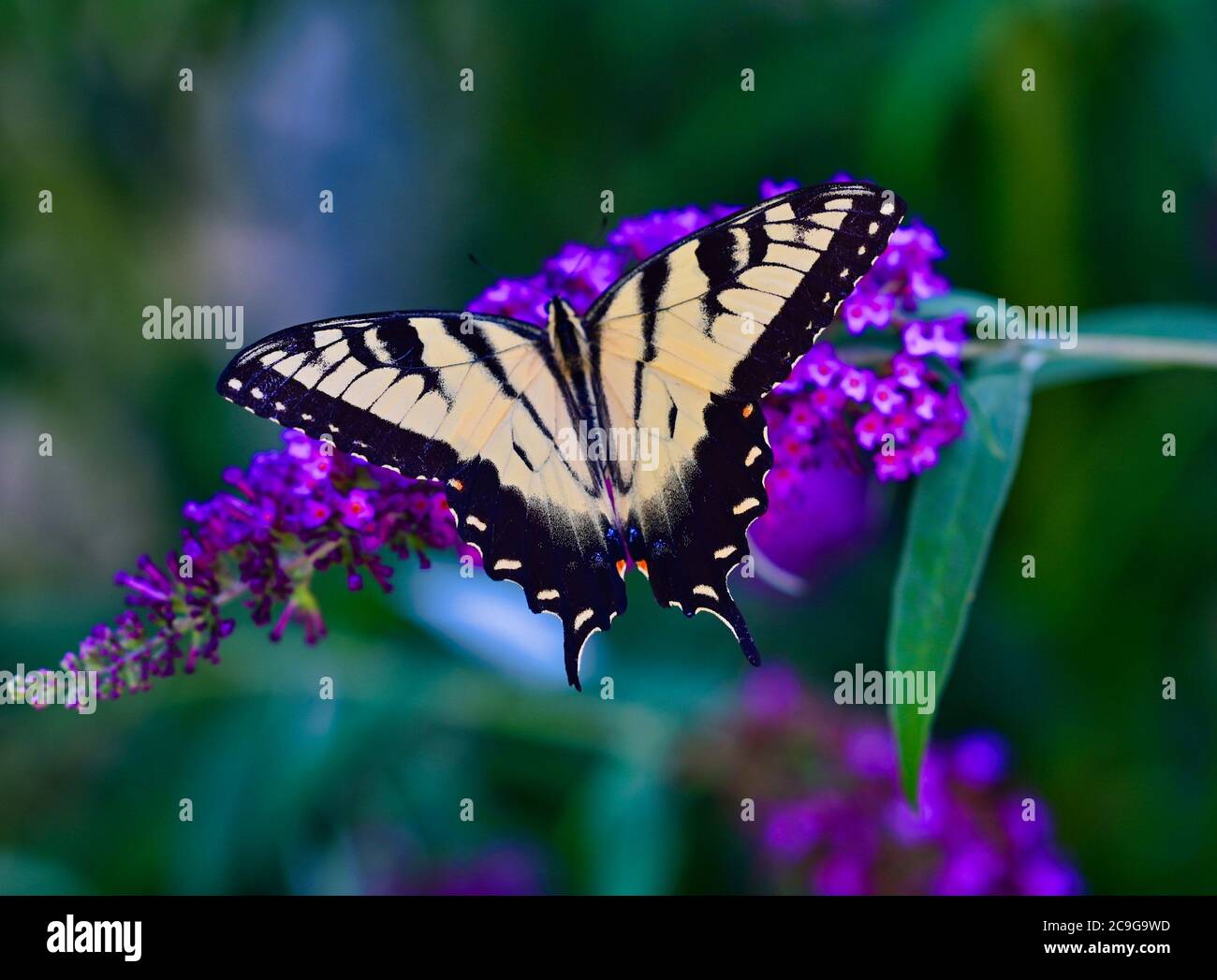 Female eastern tiger swallowtail butterfly hi-res stock photography and ...