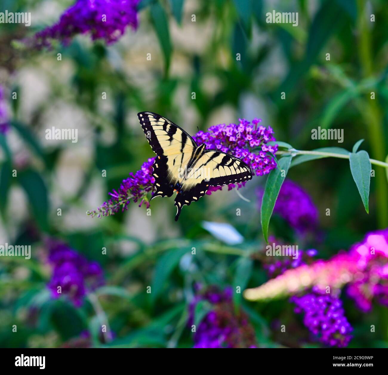 Female eastern tiger swallowtail butterfly hi-res stock photography and ...
