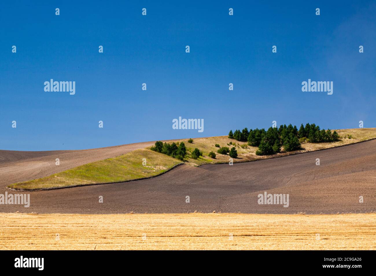 Undulating terrain of the Palouse farming region of eastern Washington ...