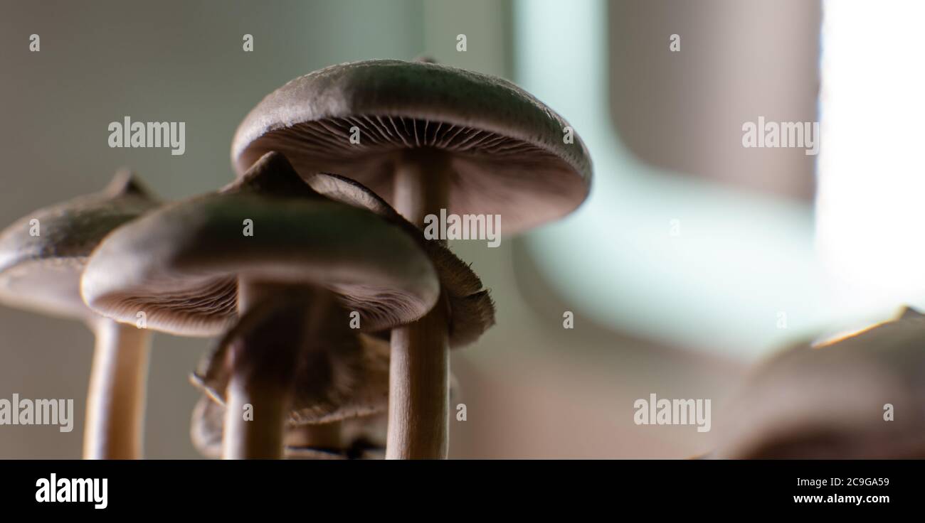 Scientific research on the effects of psilocybin mushrooms on the human ...