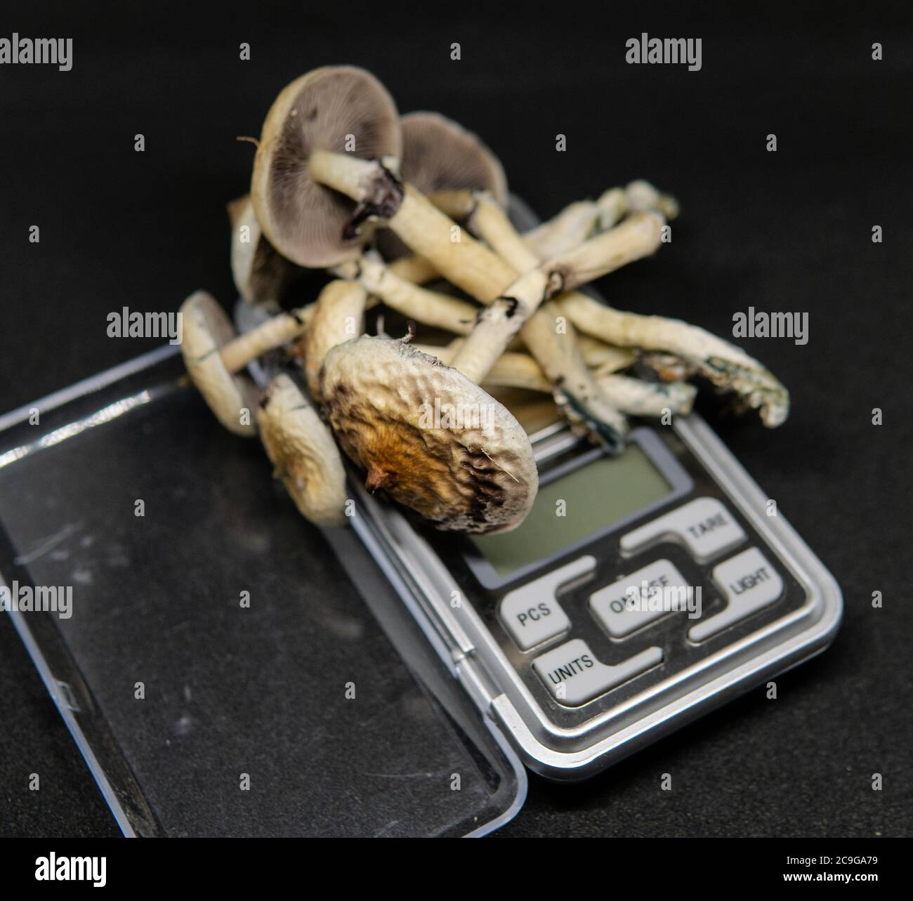 professional growing of psilocybin mushrooms in America. Scientific ...