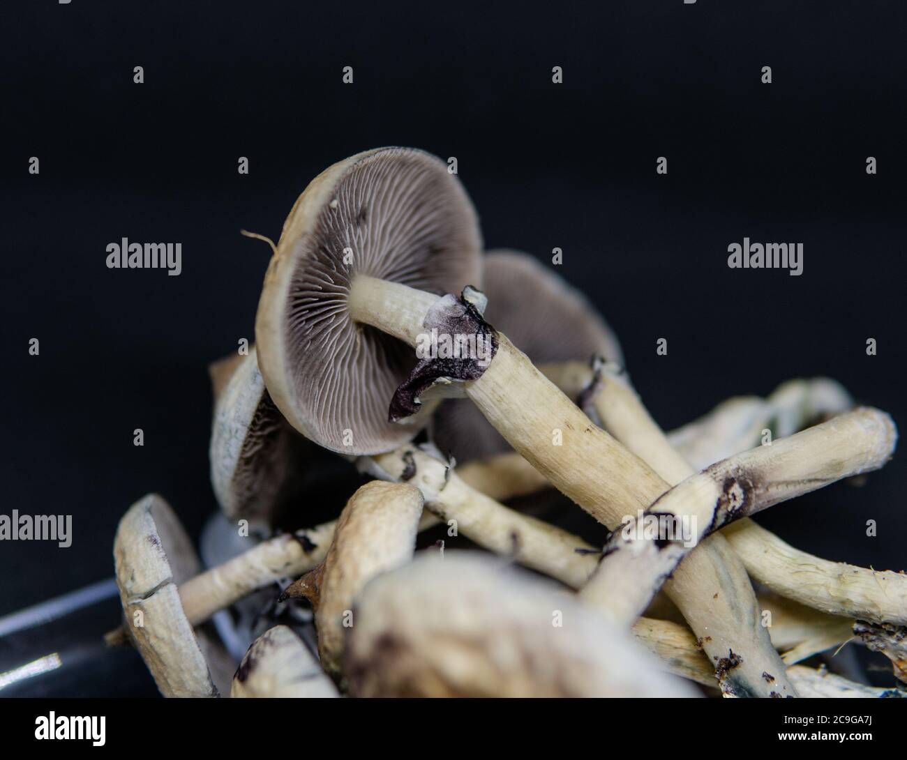 Scientific research on the effects of psilocybin mushrooms on the human ...