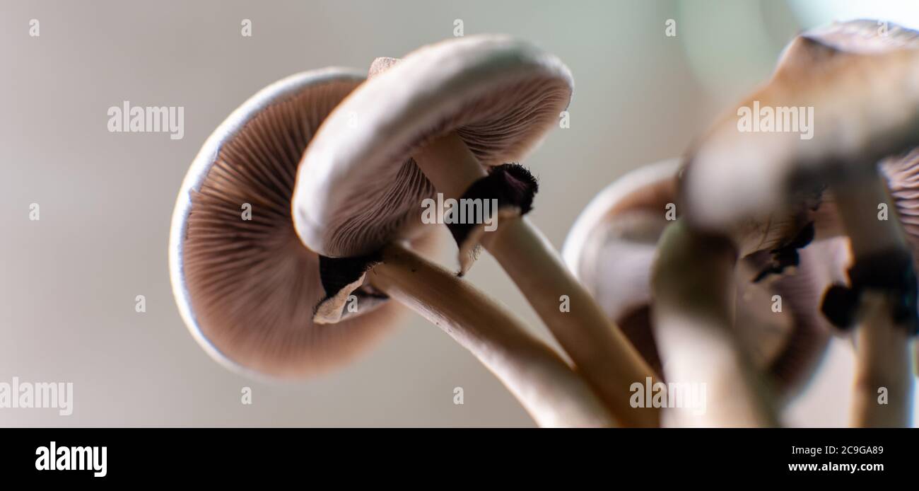 professional growing of psilocybin mushrooms in America. Scientific ...