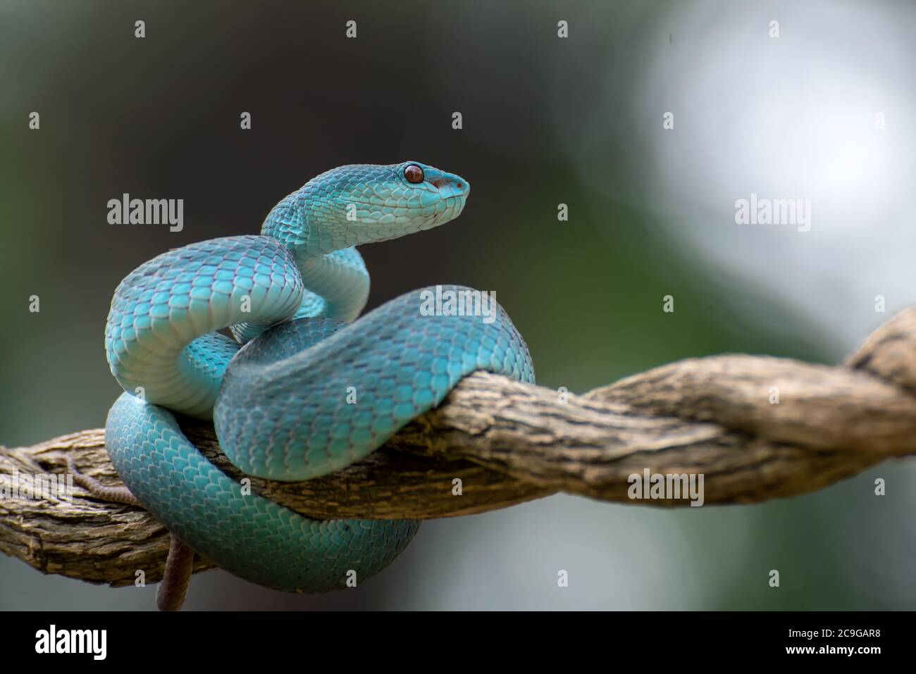 Trimeurus insularis blue is a venomous snake from indonesia Stock Photo ...
