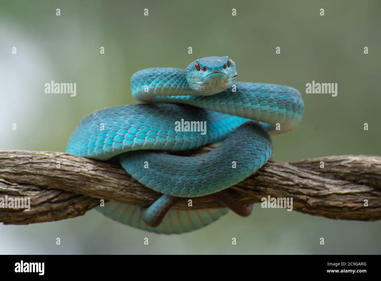 Trimeurus insularis blue is a venomous snake from indonesia Stock Photo ...