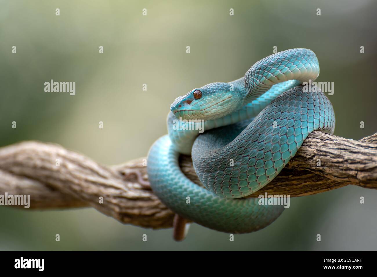 Trimeurus insularis blue is a venomous snake from indonesia Stock Photo ...