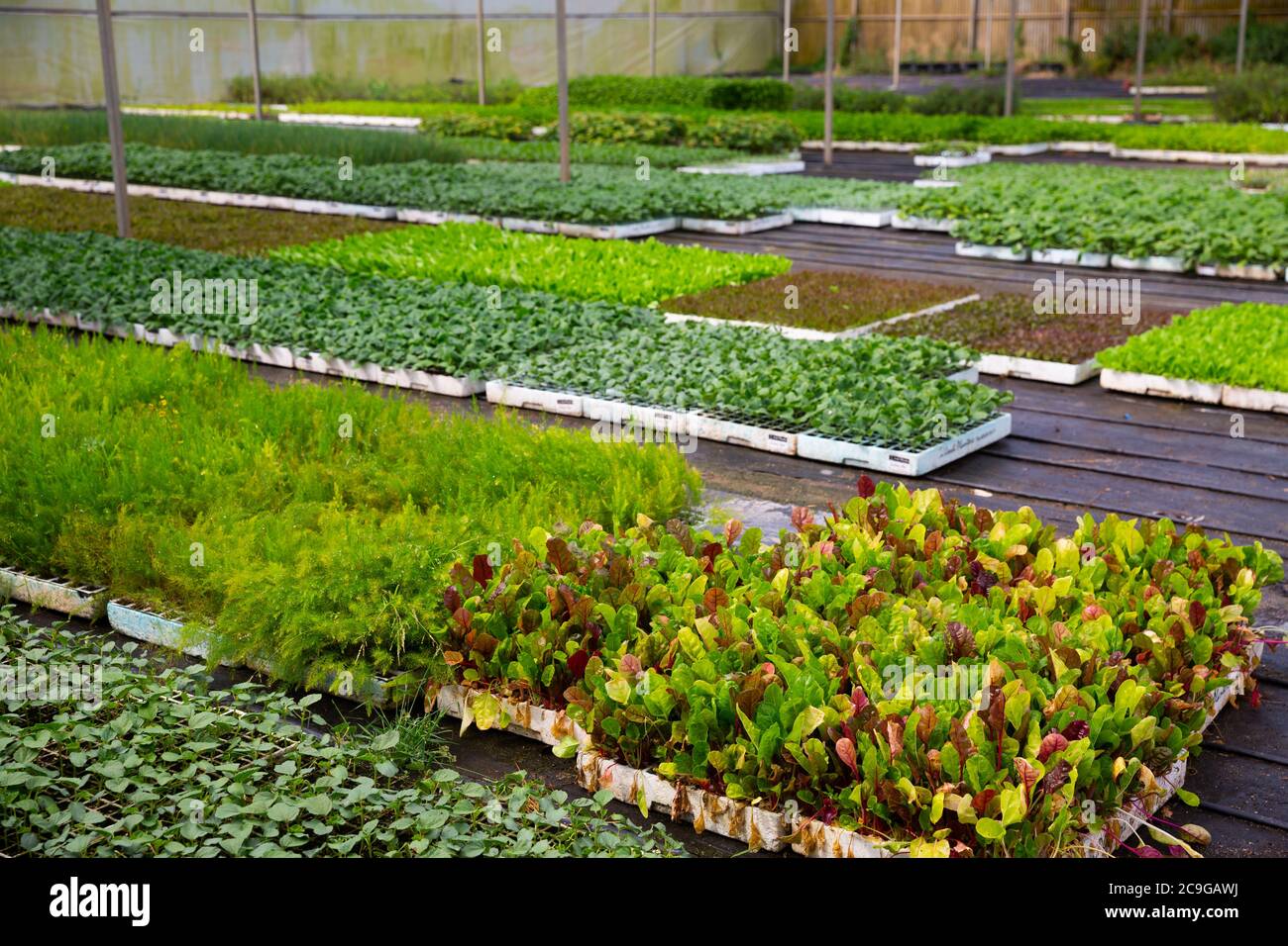 Growing seedlings of different vegetables at plant nursery Stock Photo ...