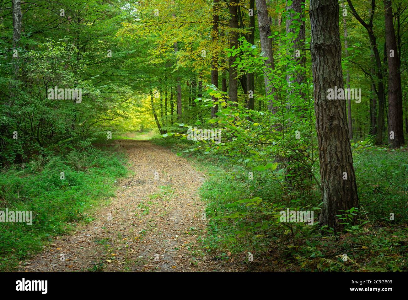 Path with leaves hi-res stock photography and images - Alamy