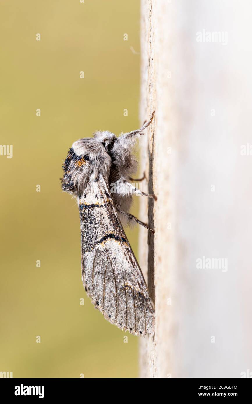 Birfida hi-res stock photography and images - Alamy